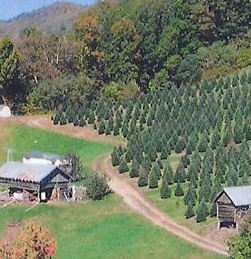 Jim's Trees